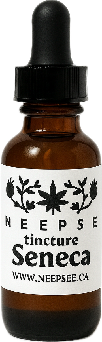 Seneca Root Tincture - NeepSee - Herbs, Teas, and Traditional Medicines ...