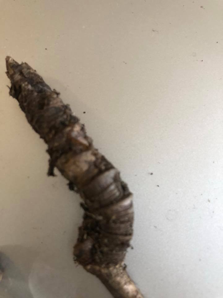 Addictions Combo - Tinctures Only – NeepSee Herbs Teas Traditional ...