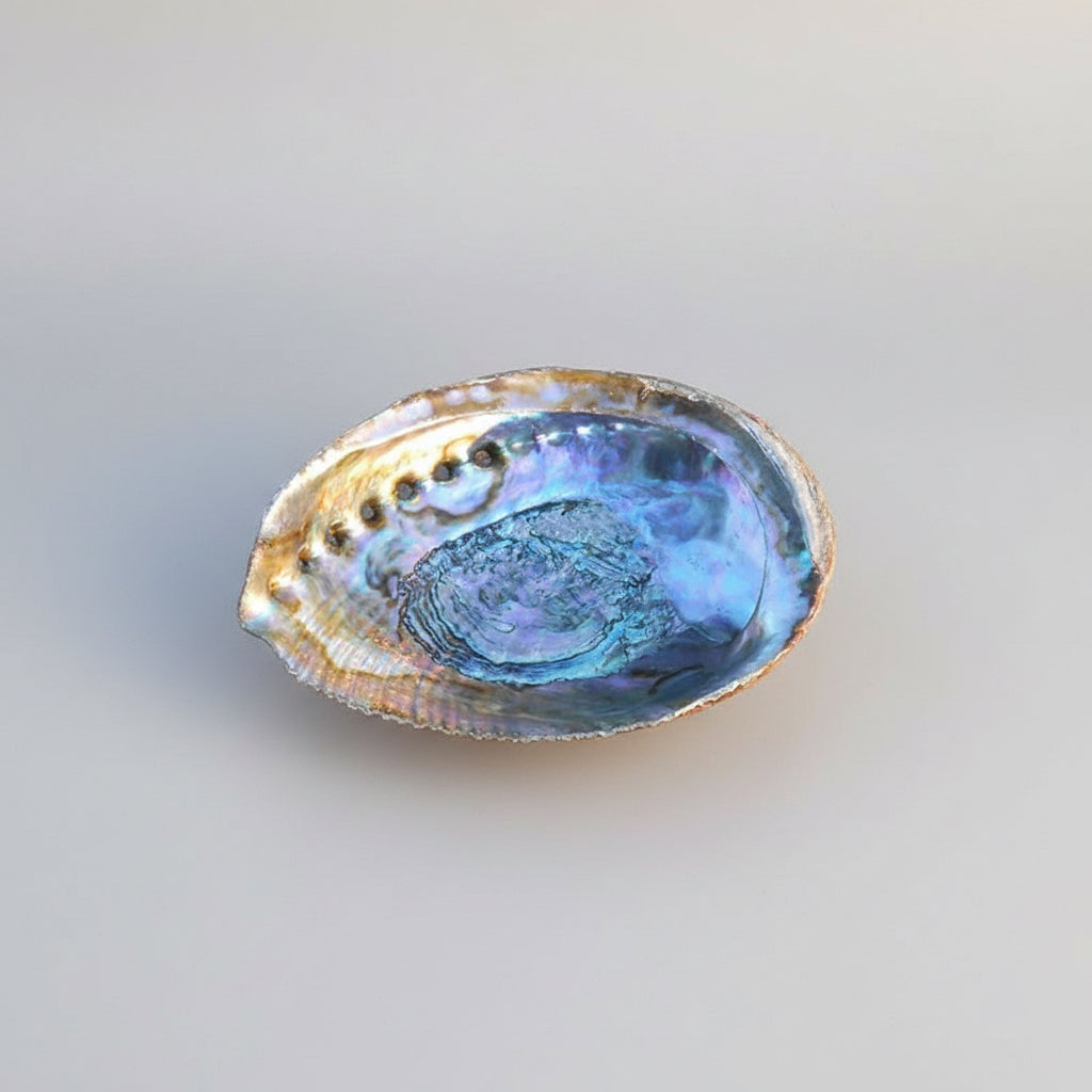 Buy Abalone Shell Online Canada - NeepSee - Herbs, Teas, Traditional ...